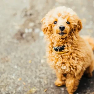 What is Dander - Airborne Allergies - Professor's House